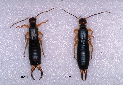 SkyGecko: Anatomy: Human vs Earwig